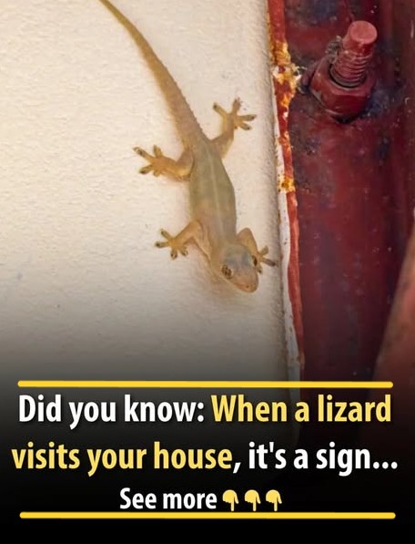 The Hidden Meaning Behind a Lizard’s Chirp Indoors – Blue Peak